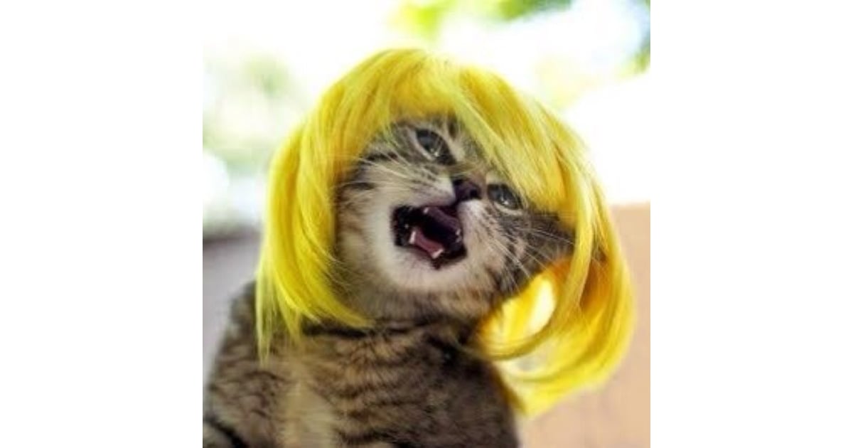The Lady Gaga | Cats Wearing Wigs | POPSUGAR Pets Photo 16