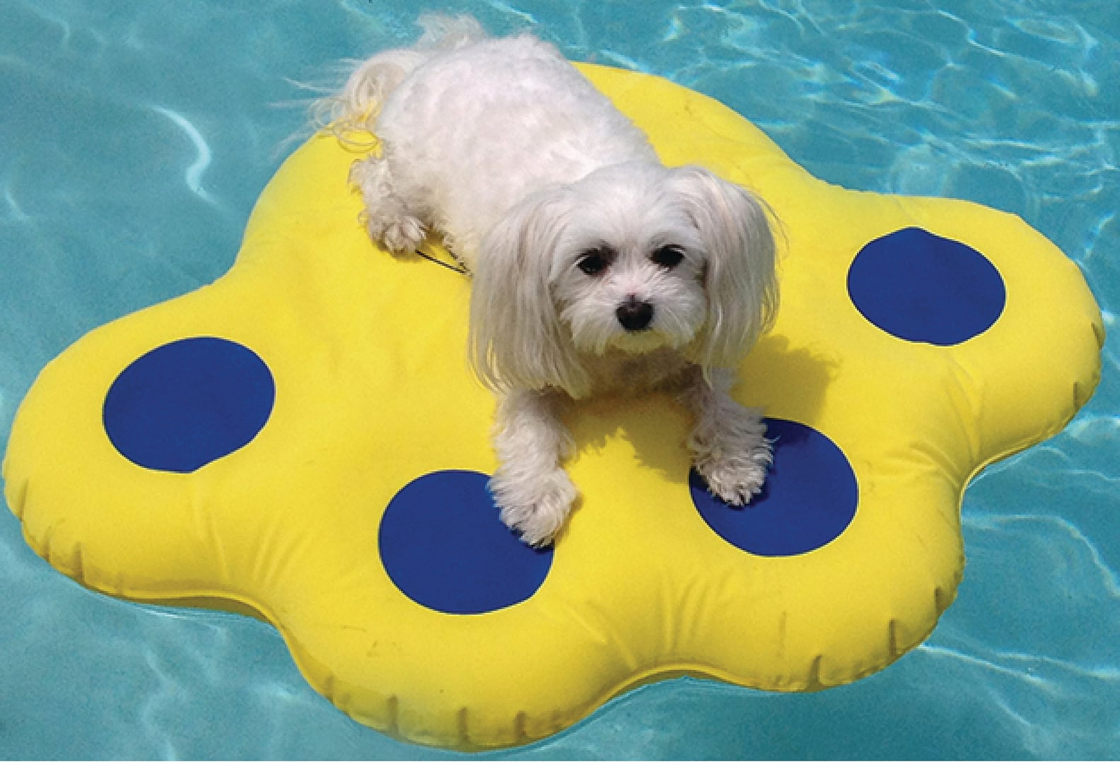 Best Pool Floats For Dogs | PS Family