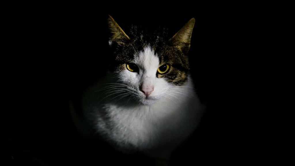 Funny Photos Of Evil Cats POPSUGAR Pets Photo 6
