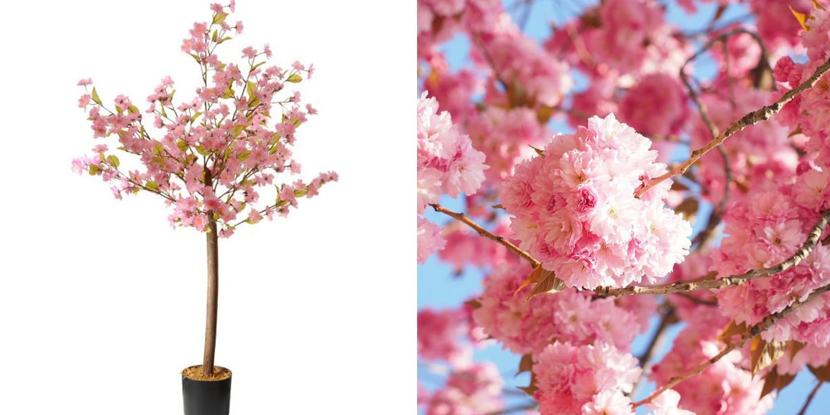 Home Depot Is Selling Cherry Blossom Trees For $39 | PS Home