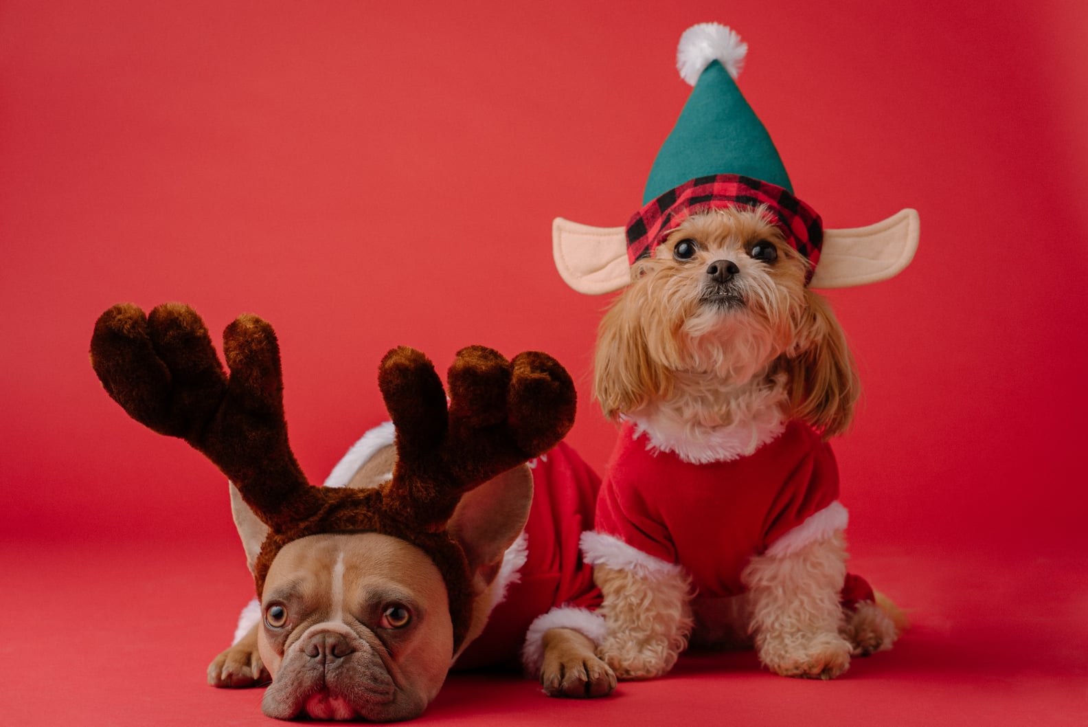 Download Funny Christmas Zoom Backgrounds | POPSUGAR Tech