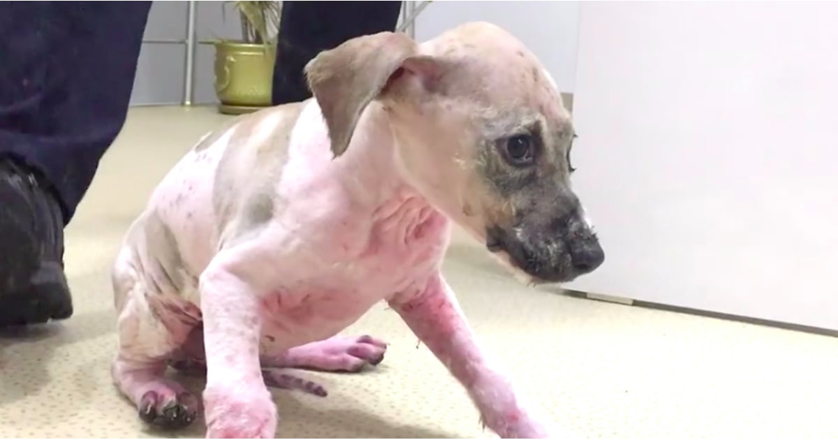 Rescued Dog Covered in Glue | POPSUGAR Pets
