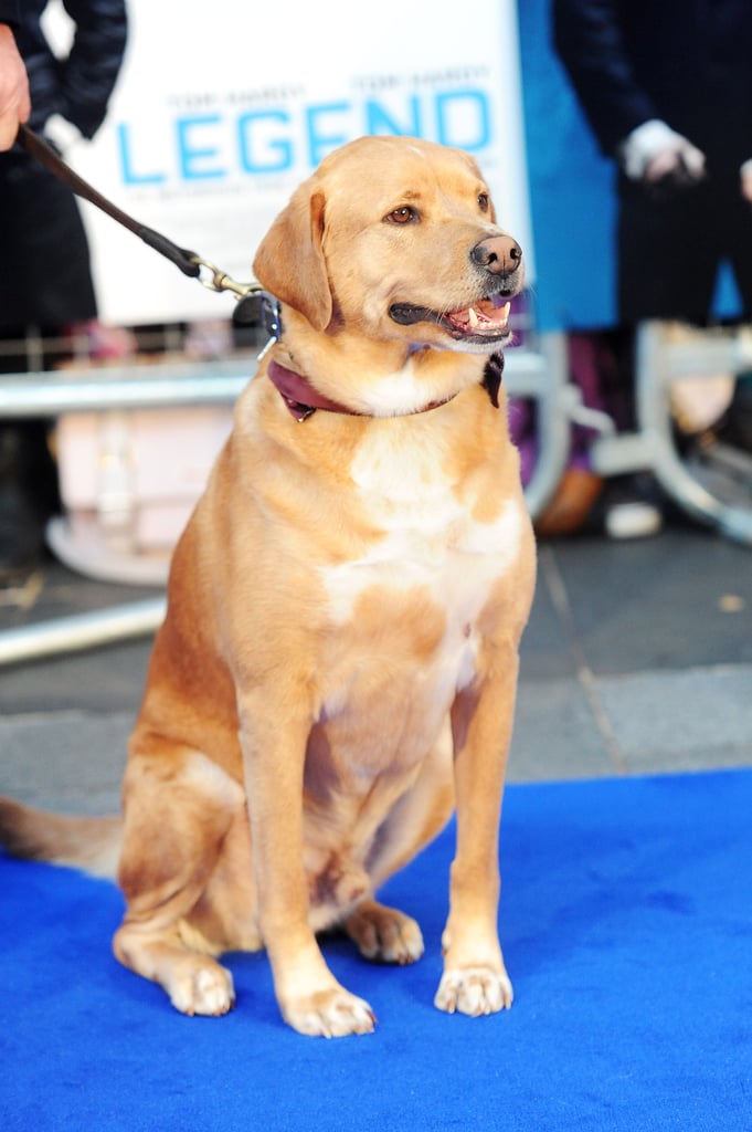 Tom Hardy's Dog at Legend Premiere | POPSUGAR Pets