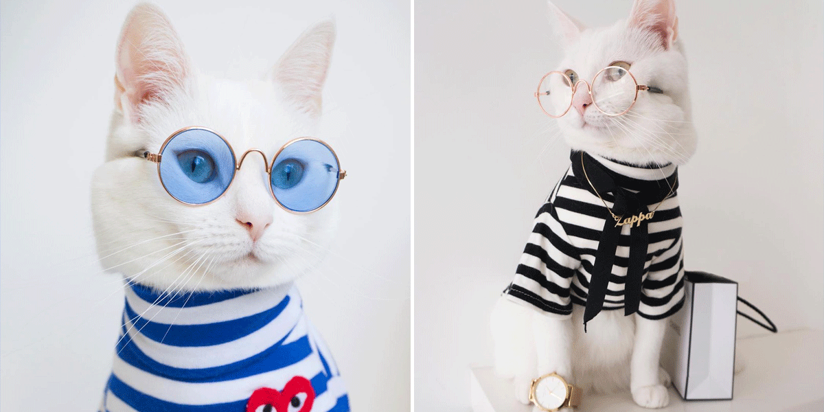 Zappa the Cat Has the Best Feline Wardrobe on Instagram | PS Pets