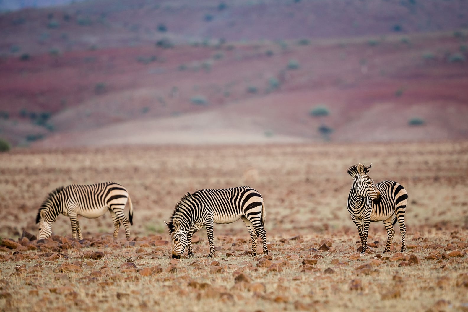 African Wildlife Photos by Susan Portnoy | PS Pets