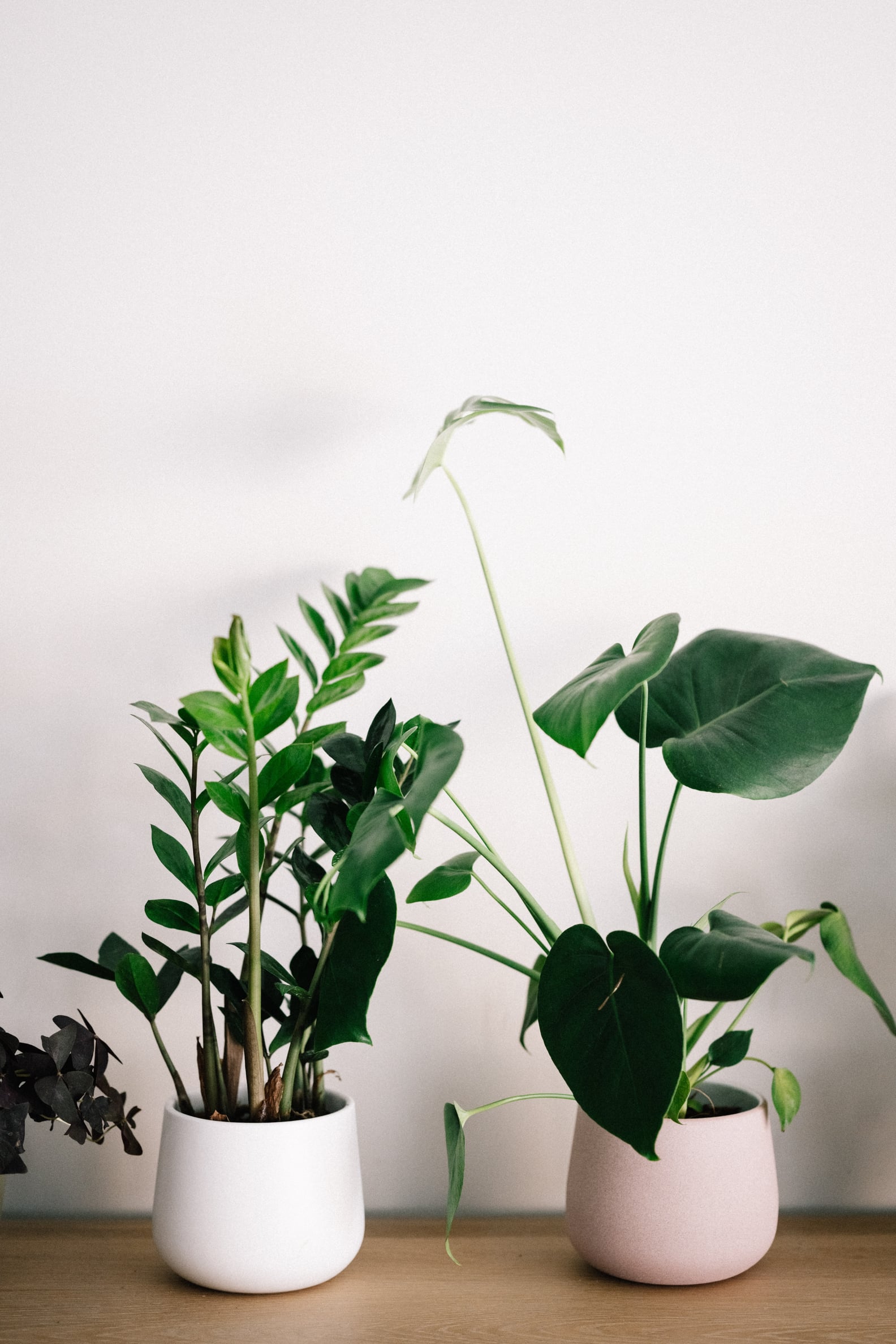 The Best Plant For Your Zodiac Sign, From a Feng Shui Expert | PS Smart ...