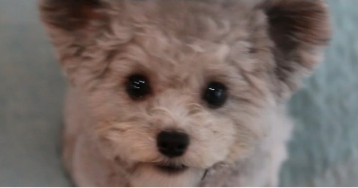 Dogs That Look Like Other Animals | POPSUGAR Pets