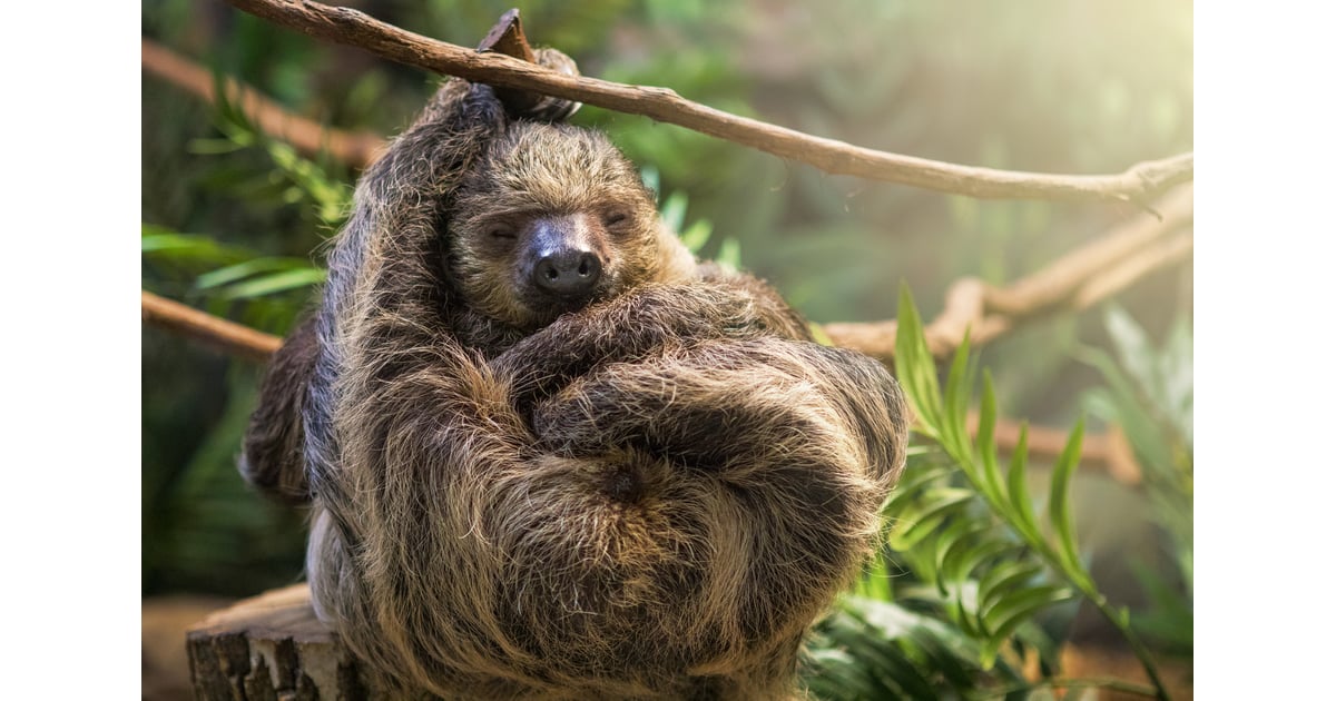 This sloth who isn't afraid to shirk his responsibilities and take a ...