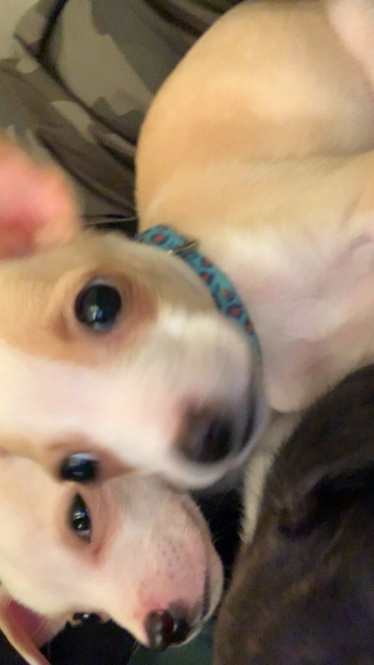 Lizzo's Crew Member Adopts a Rescue Puppy While on Tour | PS Pets