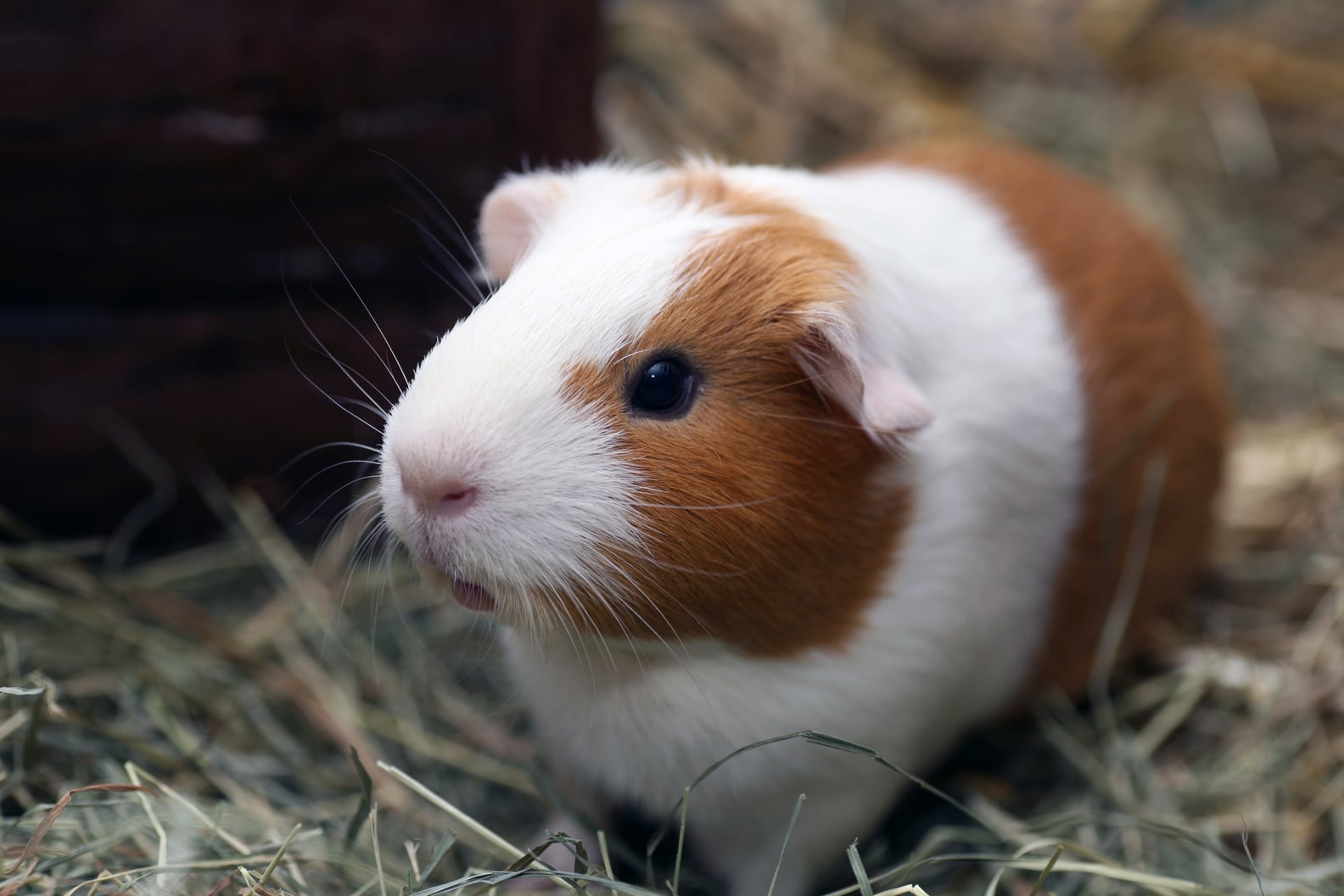 10 of the Easiest Small Pets to Take Care Of | PS Pets