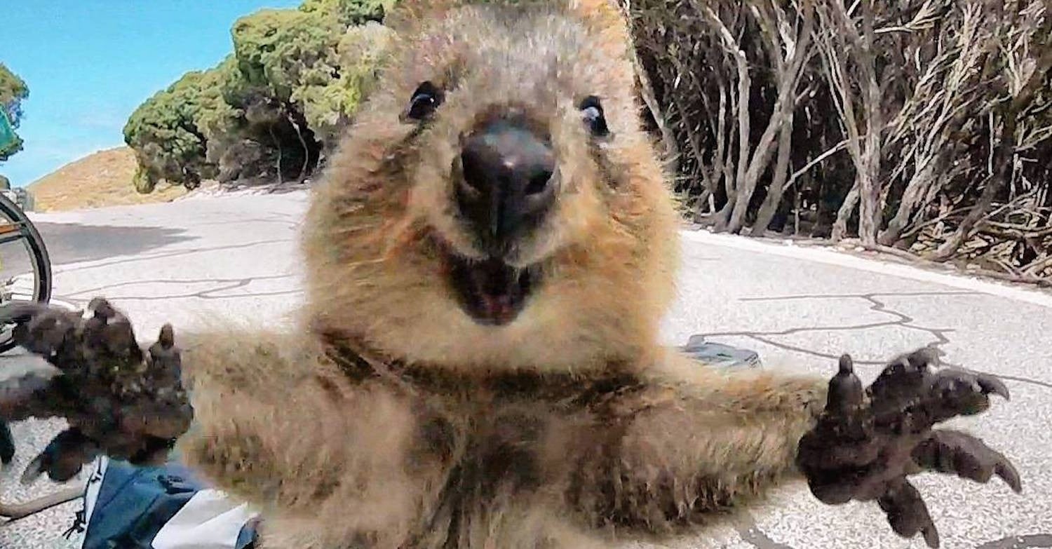 What Is an Australian Quokka? | POPSUGAR Smart Living