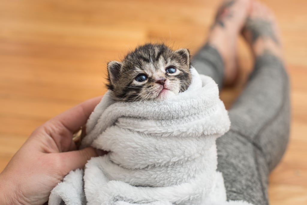 Photos of Kittens | POPSUGAR UK Parenting