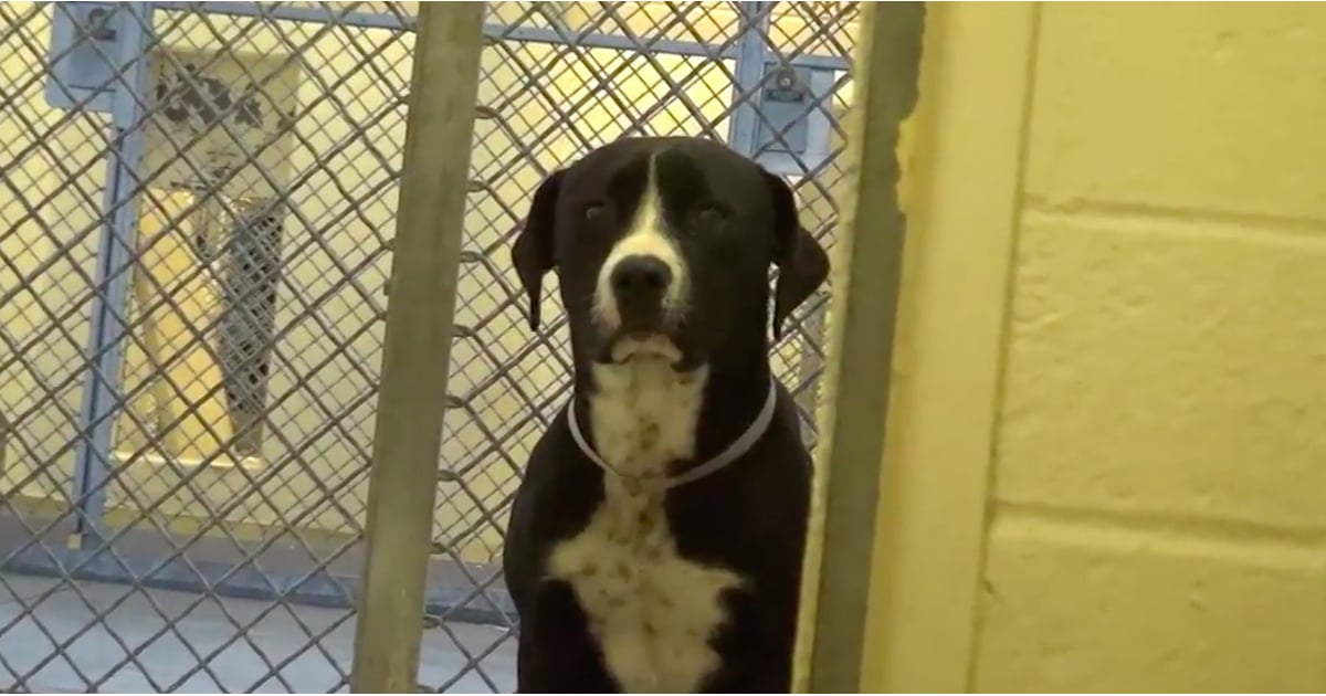 Dog Does Happy Dance After Being Rescued | POPSUGAR Pets