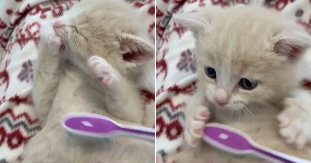 Foster Kitten Being Groomed With a Toothbrush | Video | POPSUGAR Pets