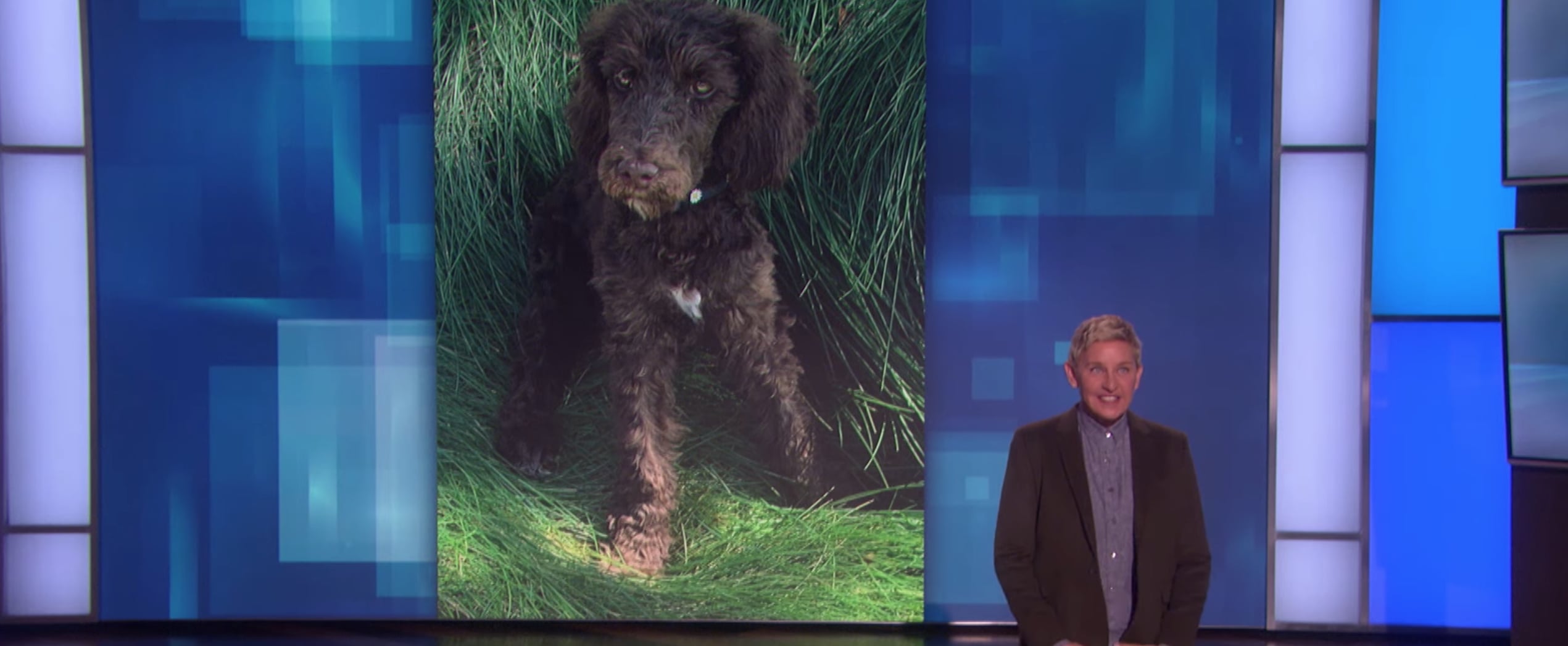 Ellen DeGeneres Gets Poodle Puppy Named Mrs. Wallis Browning | PS Pets