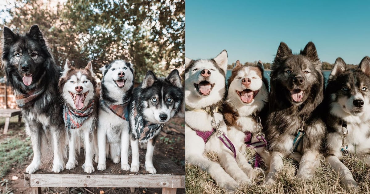 4 Husky Dog Siblings Who Pose For Pictures Together | POPSUGAR Pets