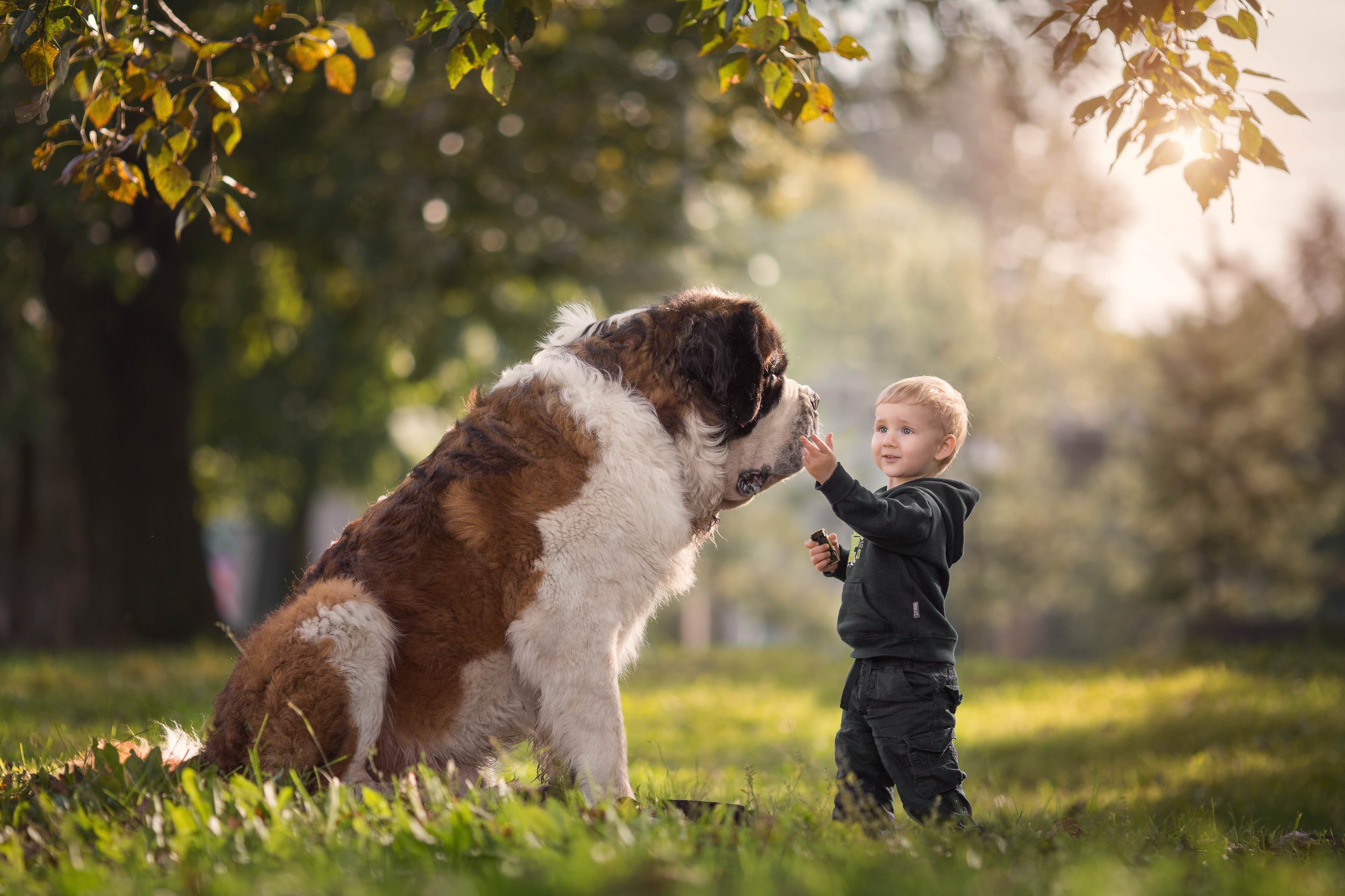 Saint Bernard Full Grown Compared To Human