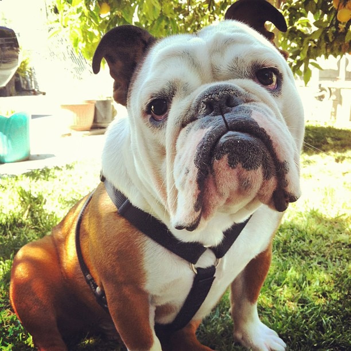 Cute Smushed-Faced Dogs | PS Pets