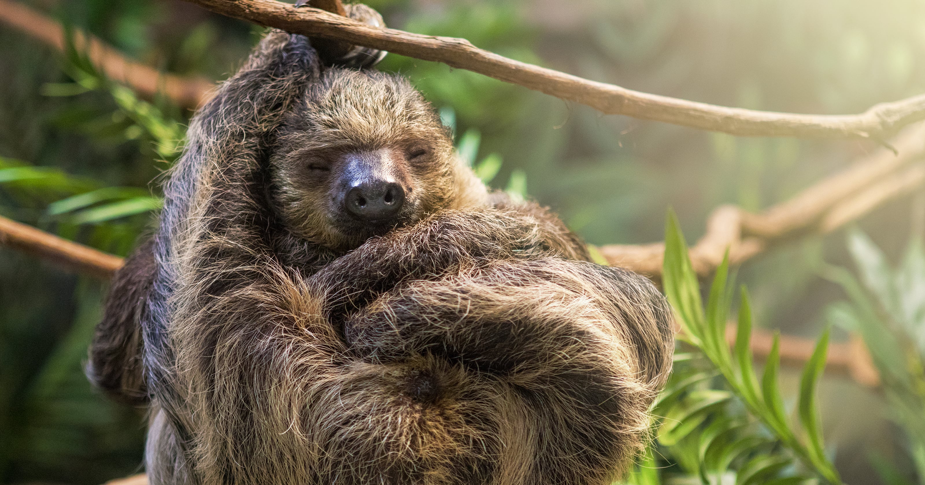 Pictures of Animals Relaxing | PS Pets