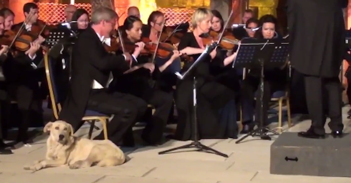 Dog Crashing Orchestra Concert | PS Pets