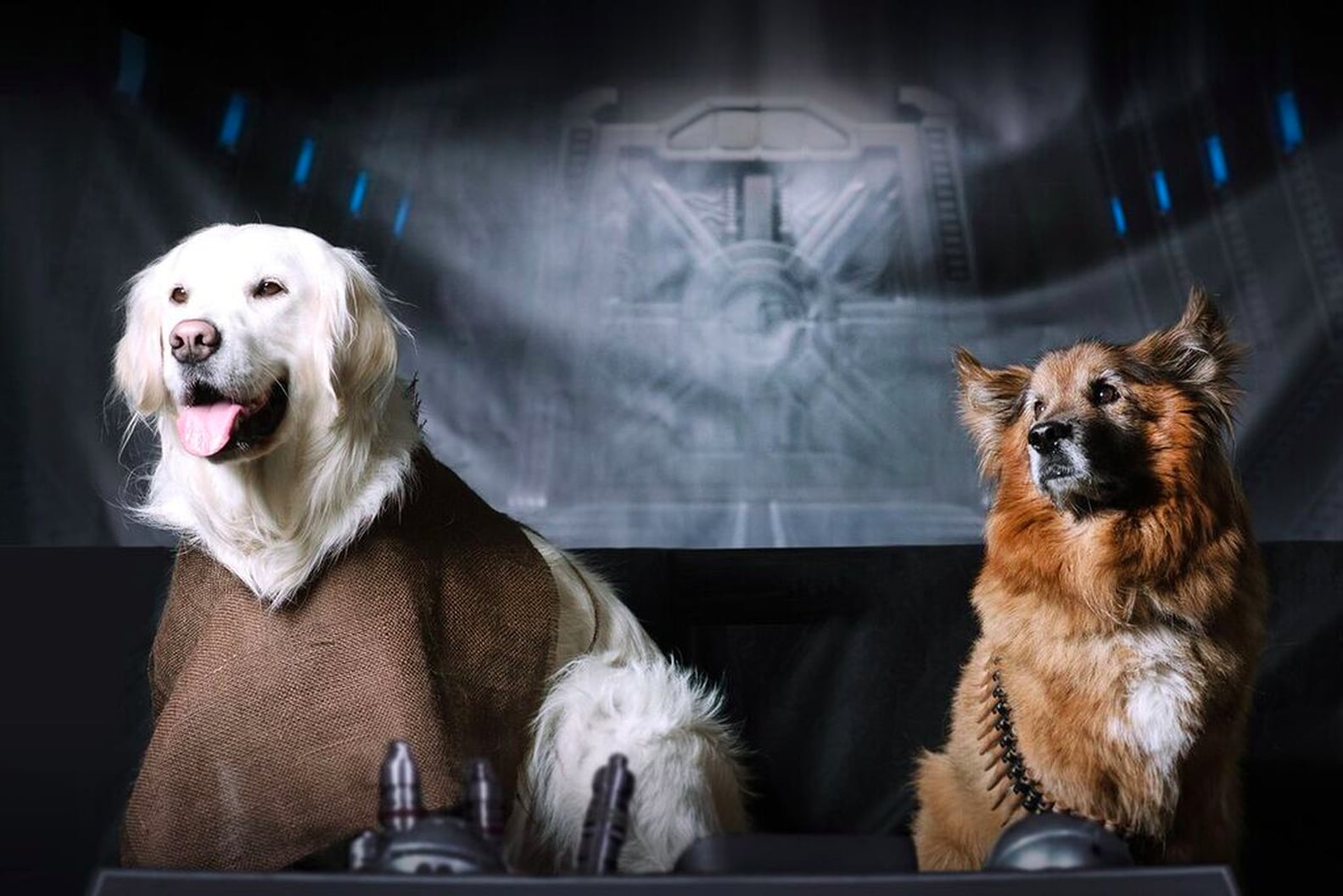 Dogs Dressed as Star Wars Characters | PS Pets