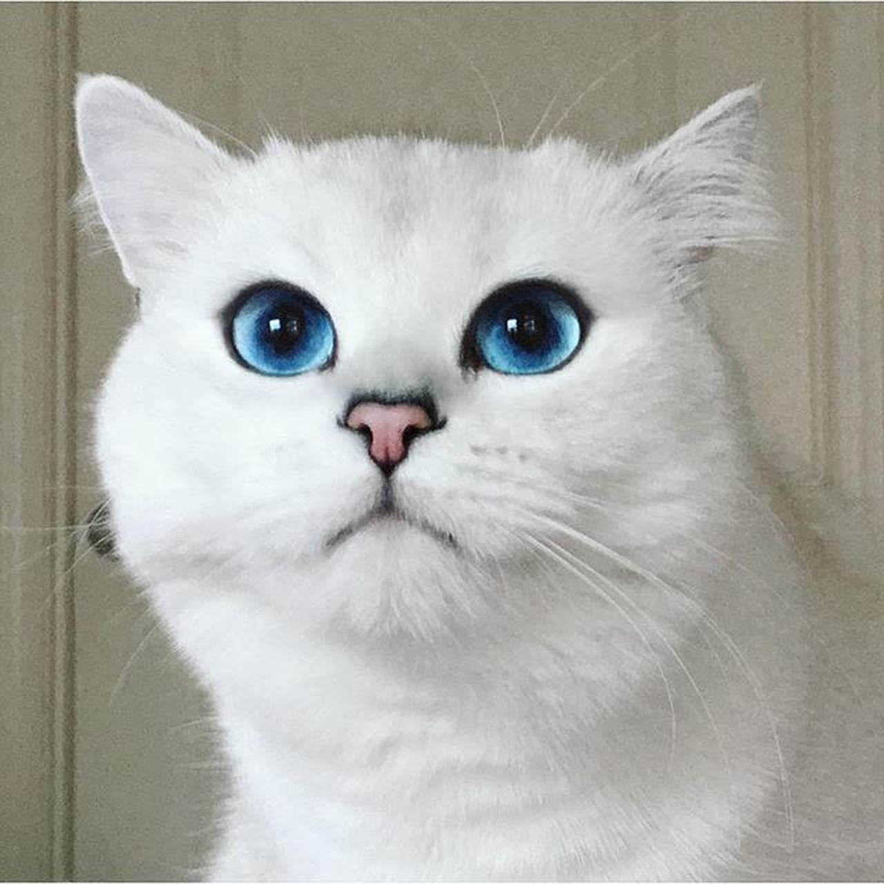 Celebrity Cats on Instagram | PS Pets