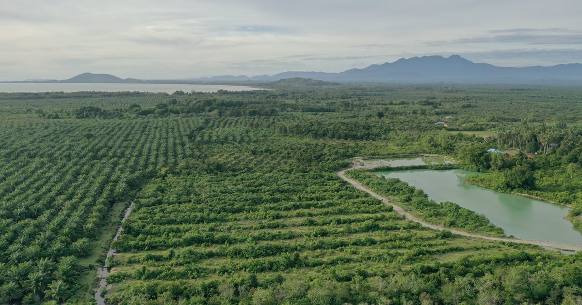 Dove Announces Forest Restoration Project For Climate Change | POPSUGAR ...