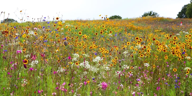 How to Get Involved in Super Bloom | POPSUGAR Smart Living