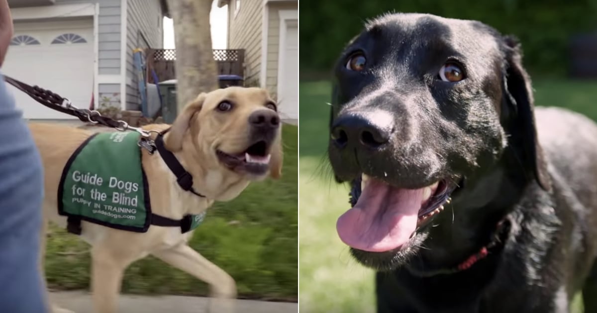Disney+ Series About Guide Dogs in Training | PS Pets