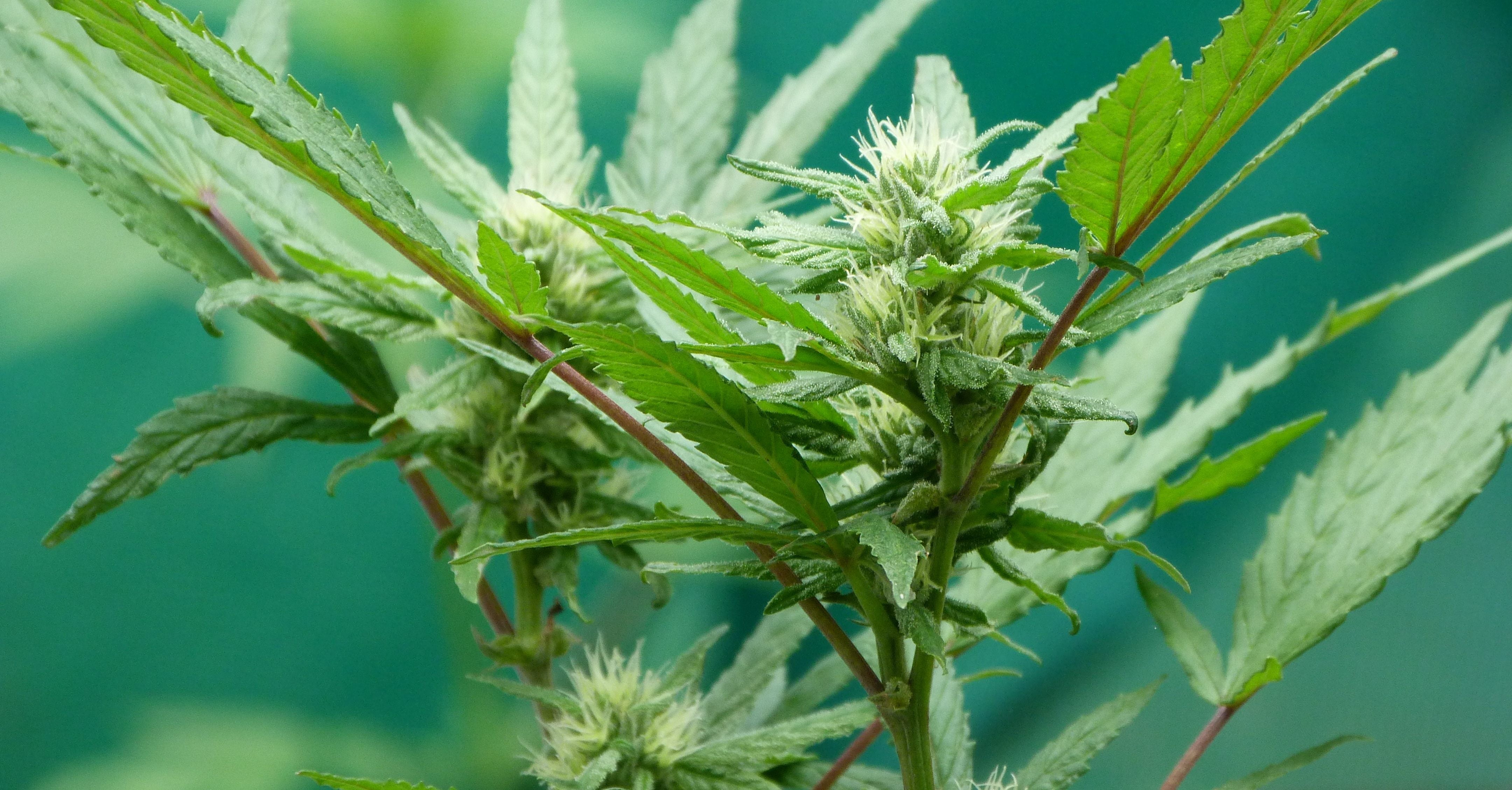 History of the Word "Marijuana" | PS News