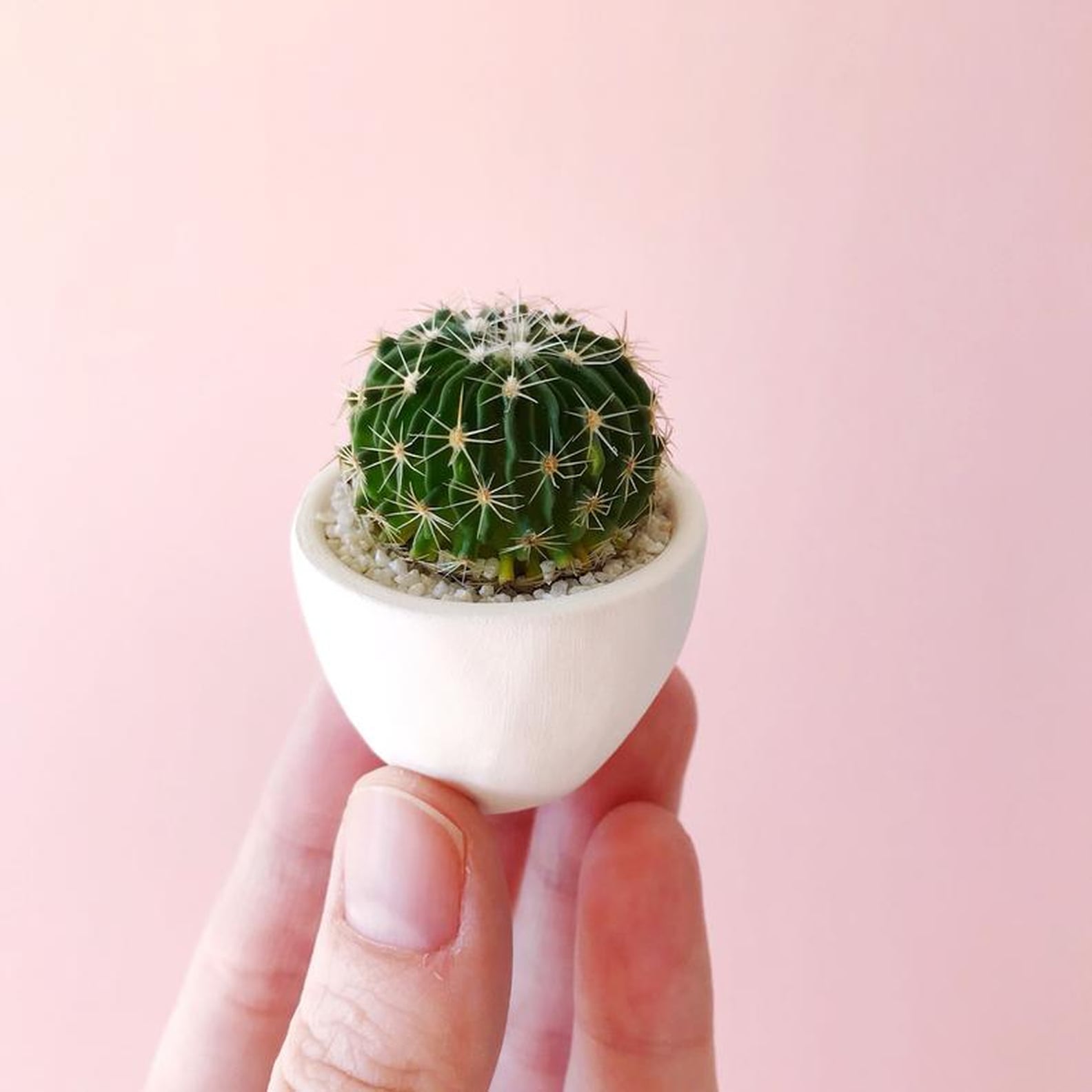 Cute Micro Succulents You Can Buy on Etsy | PS Home