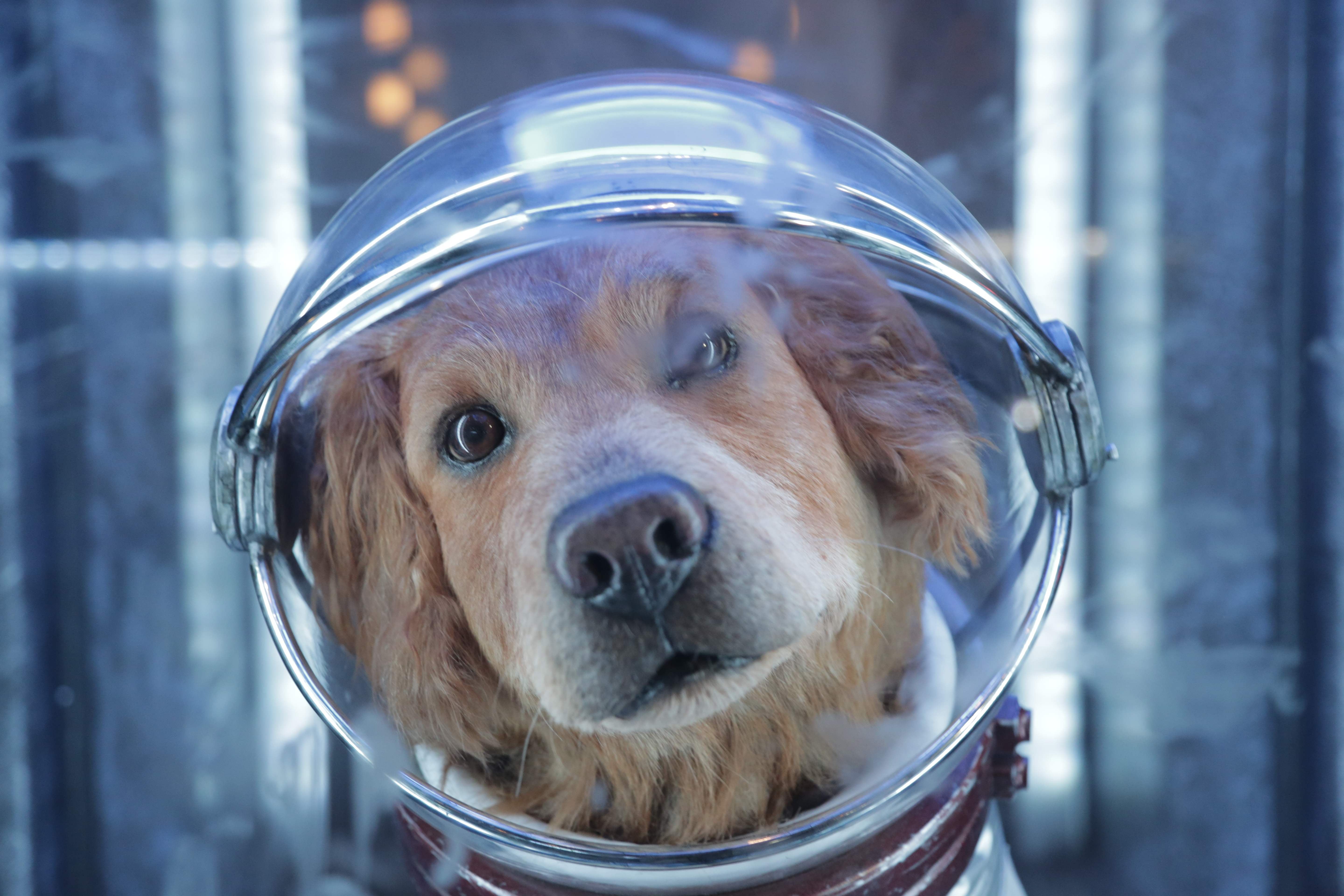 Cosmo the Spacedog From Disneyland's Guardians of the Galaxy | POPSUGAR ...