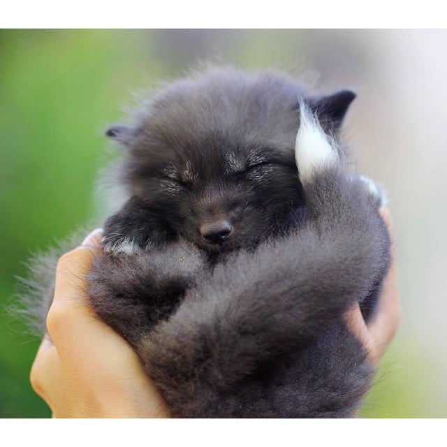 Rescued Baby Fox Pictures | POPSUGAR Pets