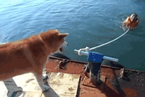 Animals Causing Trouble GIFs | PS Tech