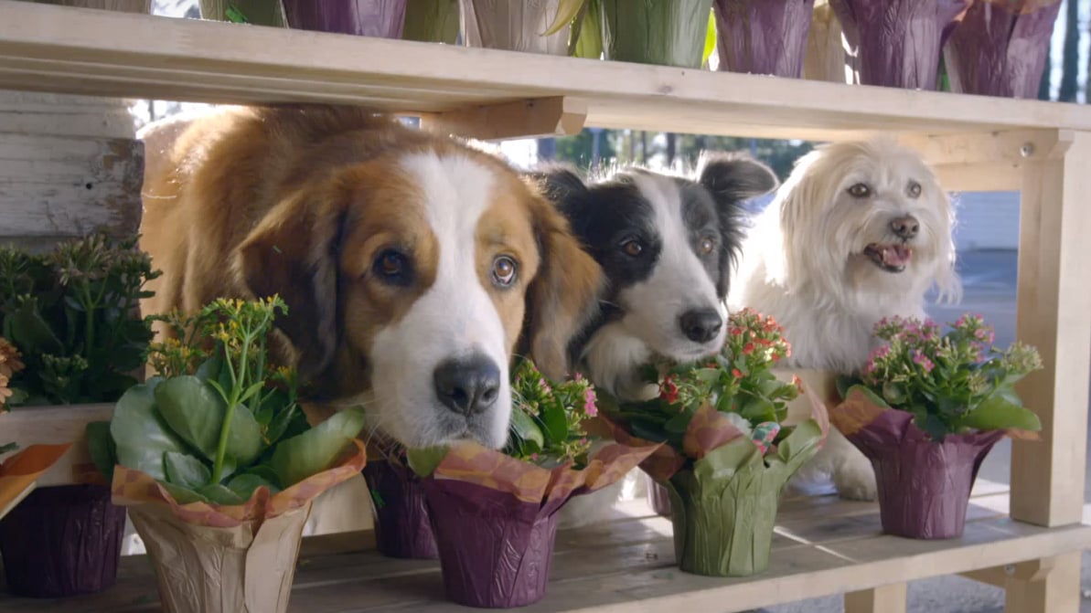 Doritos Dogs Super Bowl Commercial 2016 | POPSUGAR Pets