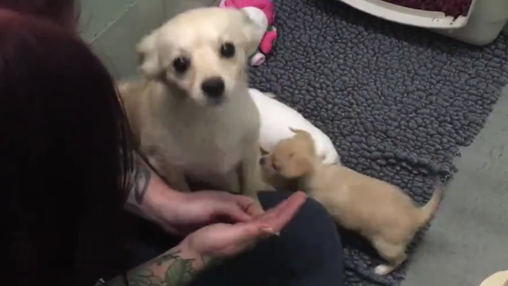 Dog Reunited With Puppies | Video | POPSUGAR Pets