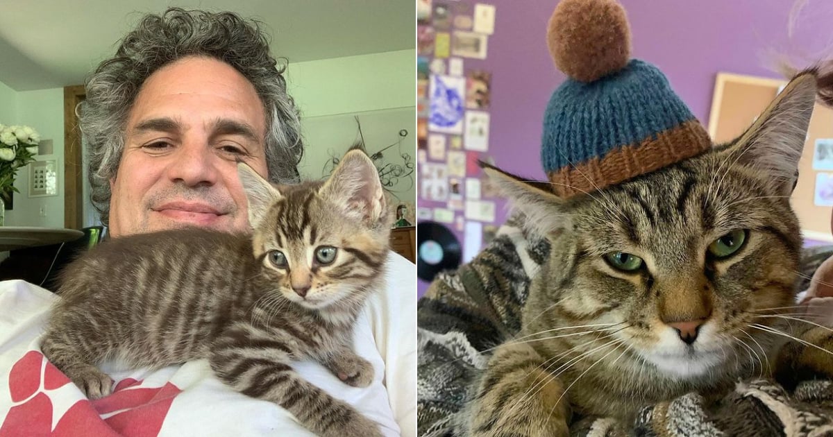 See Mark Ruffalo's Cat Pictures on Instagram | PS Pets