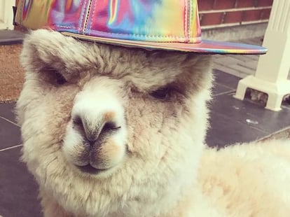 You Need to Follow This Instagram-Famous Alpaca Named Alfie | POPSUGAR Pets