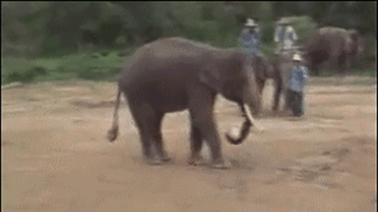 Animal Exercise GIFs | PS Fitness