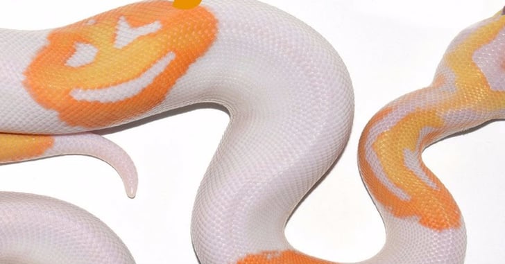 Emoji Ball Python | POPSUGAR Tech