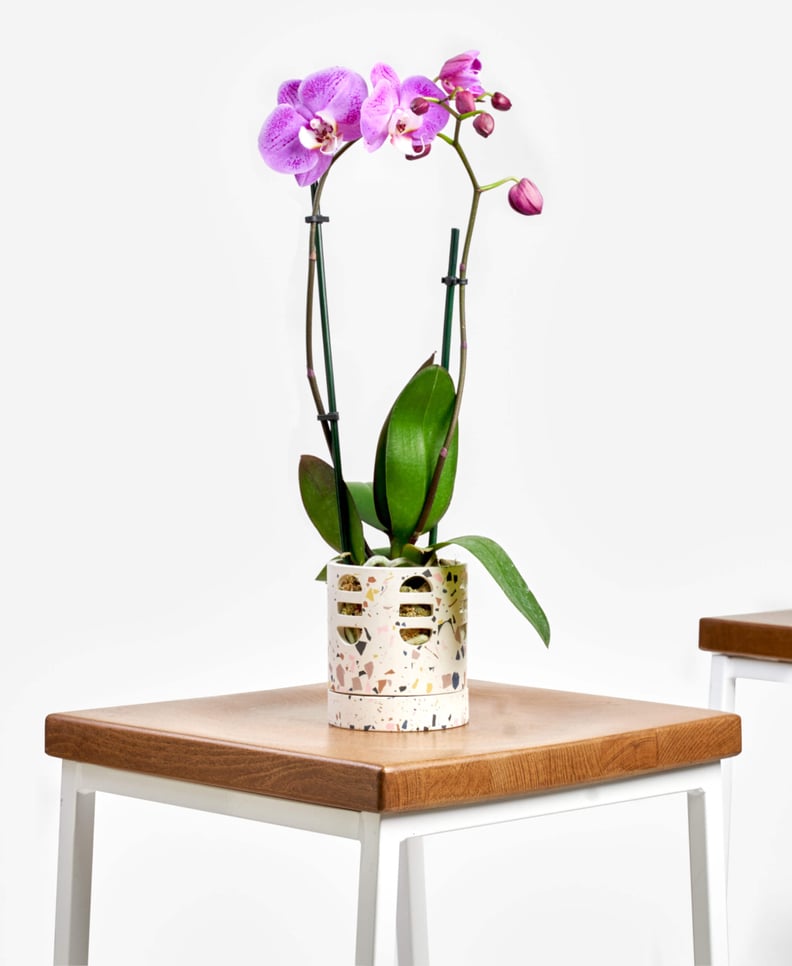 The Best Indoor Houseplants From Bloomscape | PS Home