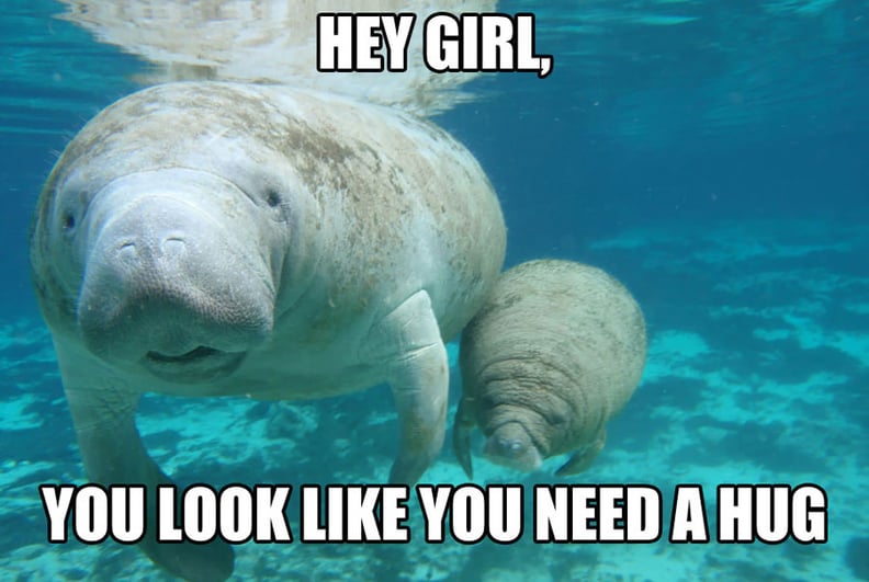 Calming Manatee Youre My Favorite