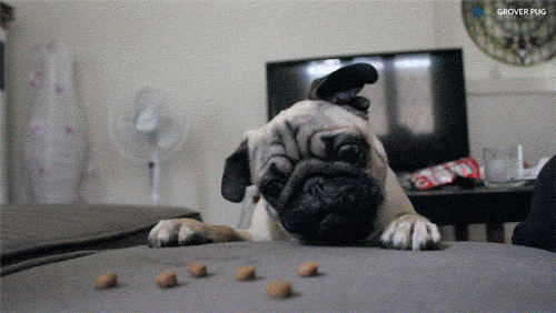 Best Animal GIFs of 2014 | PS Pets