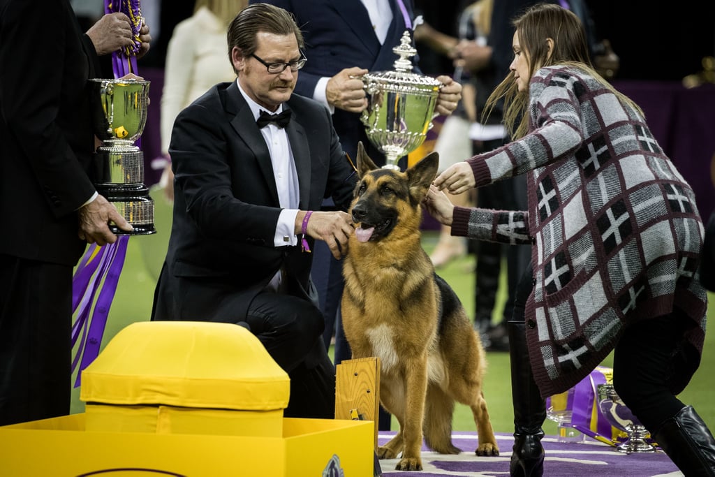 Rumor the German Shepherd Wins Best in Show at Westminster | POPSUGAR Pets
