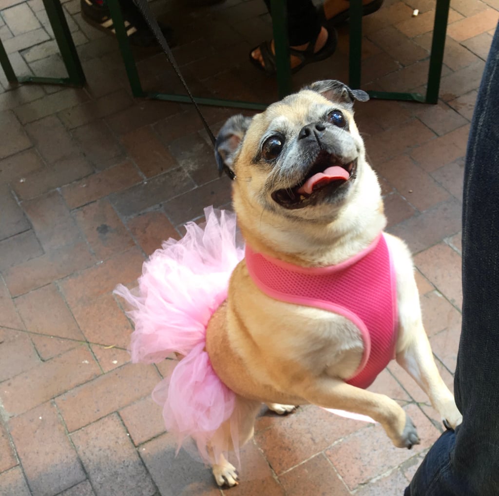 Pugs Take NYC Costumes | POPSUGAR Pets