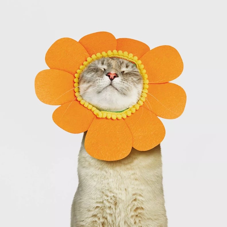 The Best Halloween Costumes For Pets | PS Pets