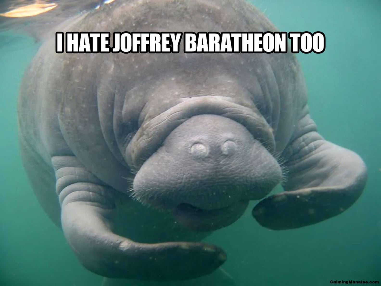 Calming Manatee Memes | PS Tech