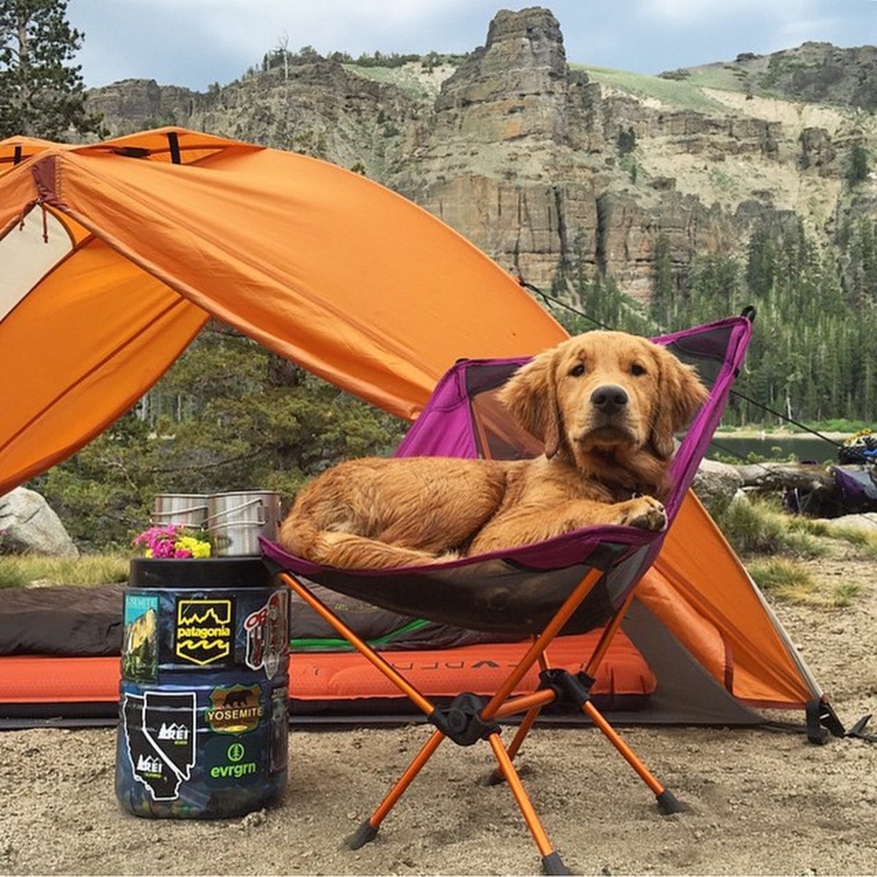 Photos of Dogs Camping | PS Pets