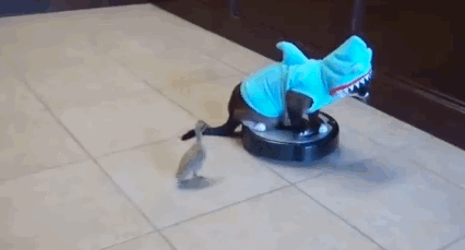 Roomba Spreads Dog Poop Around House | PS Pets