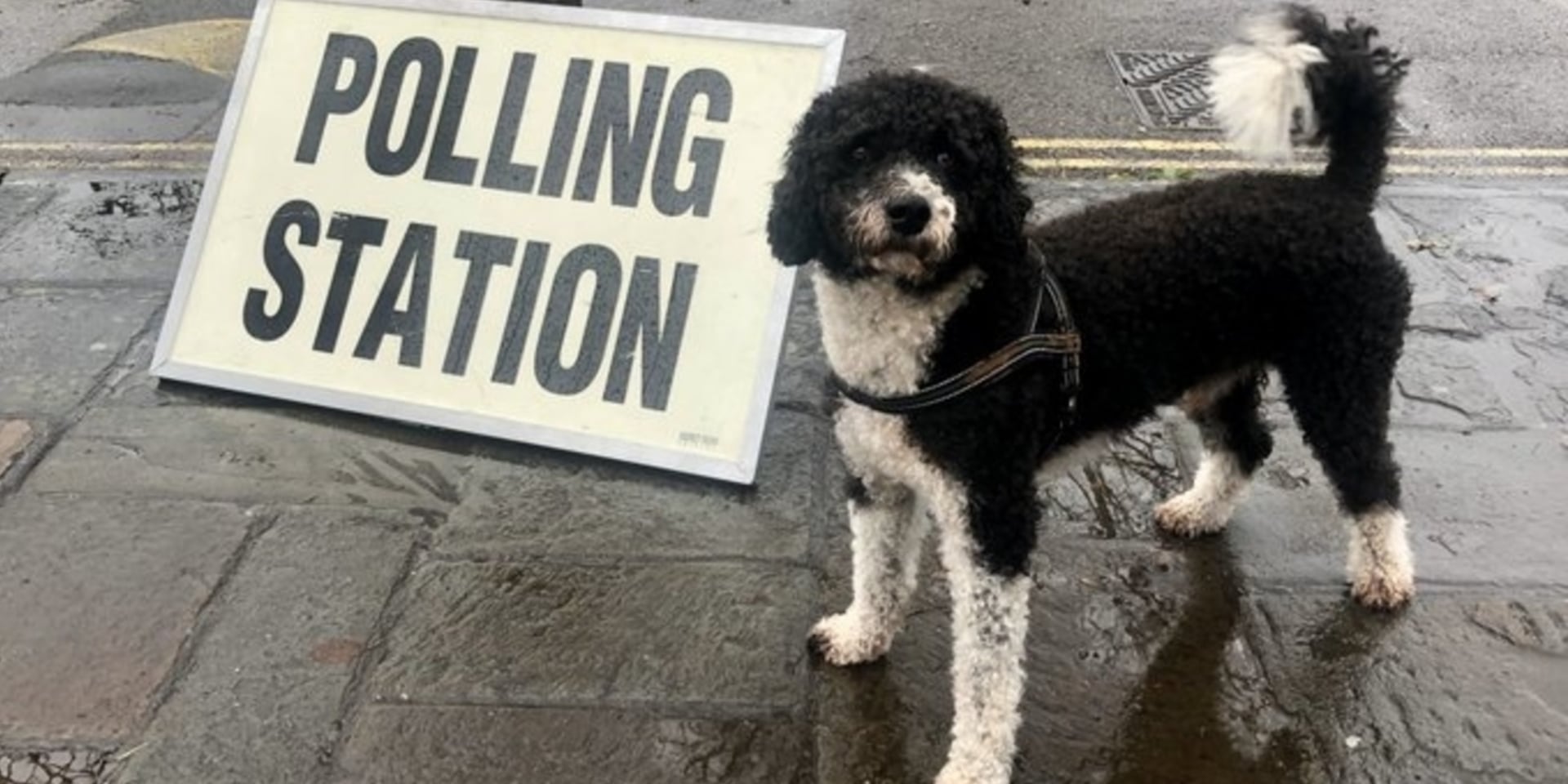 Cutest Dogs at the 2019 UK General Election Polling Stations | PS UK Pets